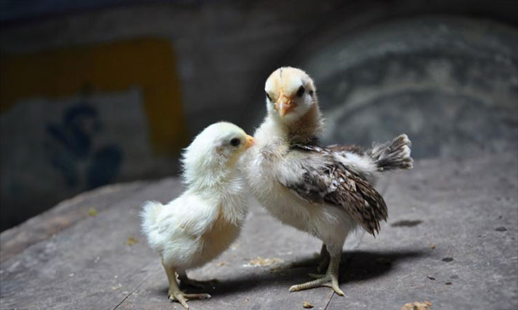 Cách nuôi gà tre con 1 tháng tuổi khỏe mạnh